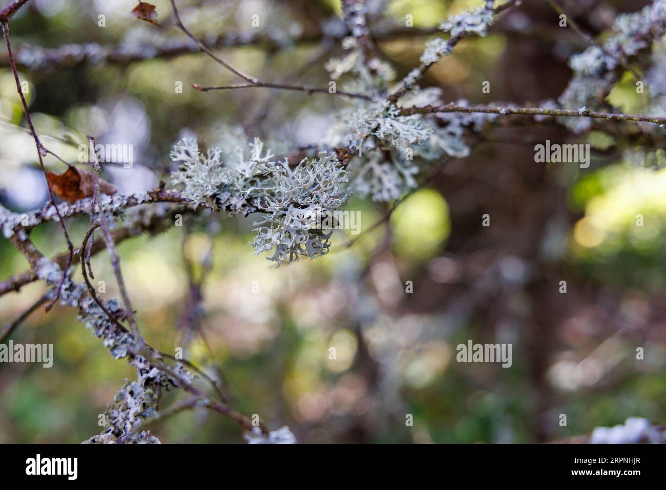 Fruticose lichen (probably Oakmoss, Evernia prunastri) growing on a ...