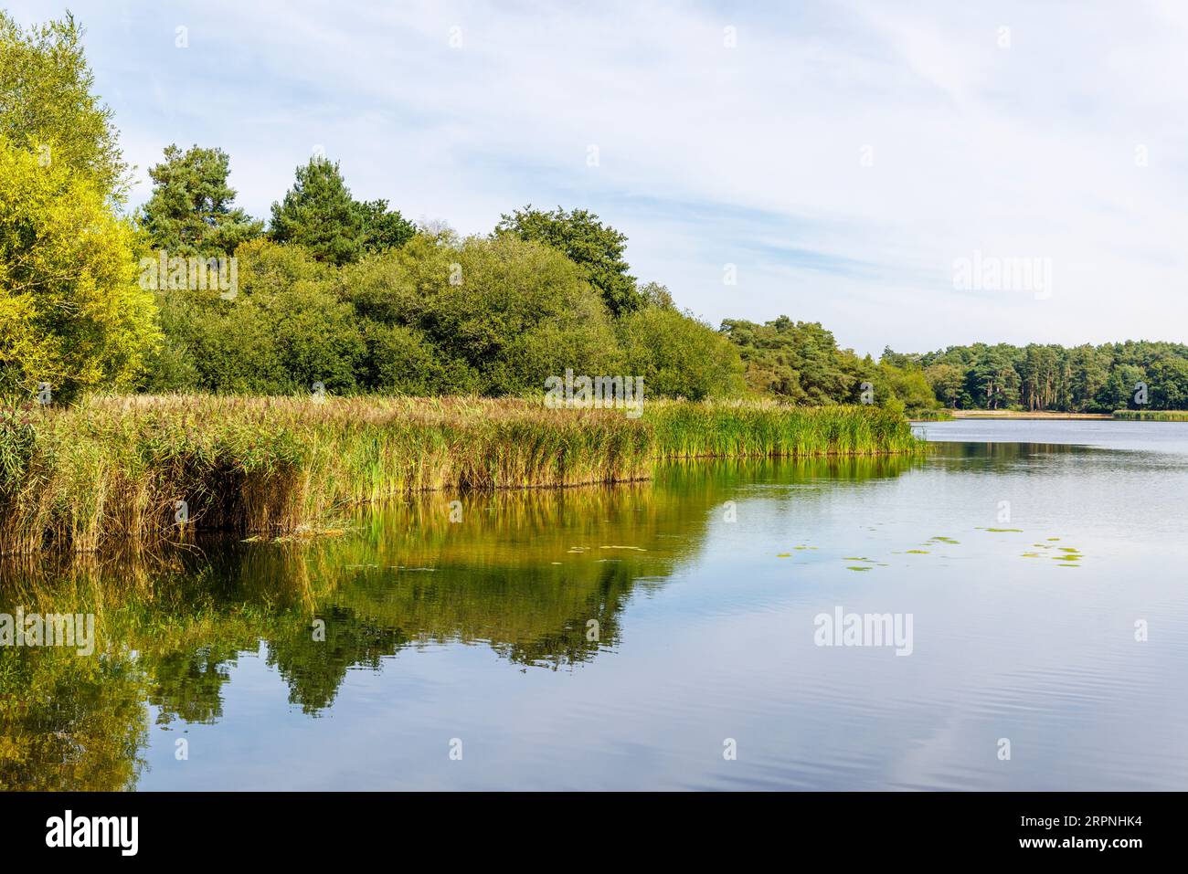 Reed beds on the edge of the lake at Frensham Little Pond, Frensham ...