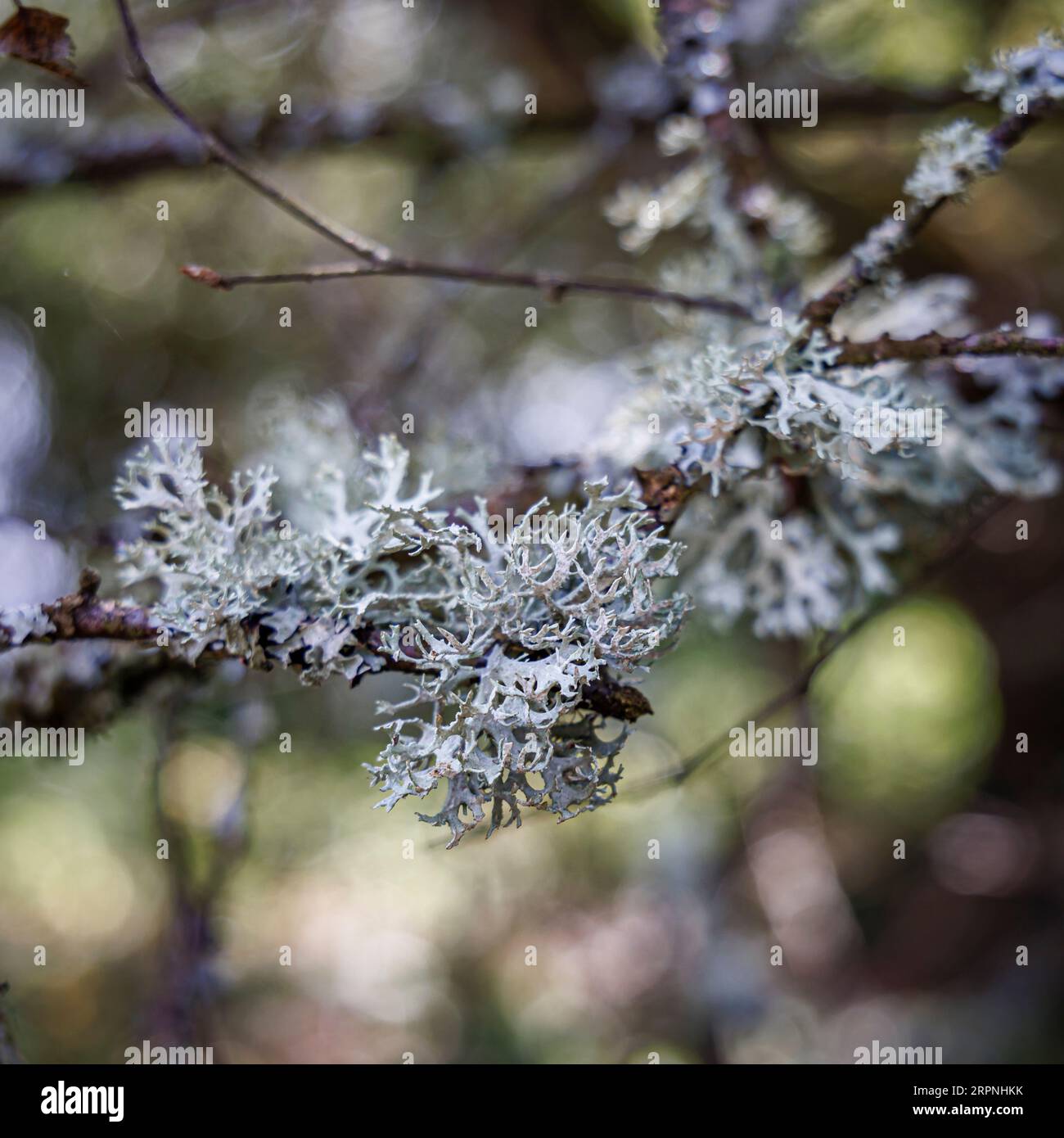 Fruticose lichen hi-res stock photography and images - Alamy