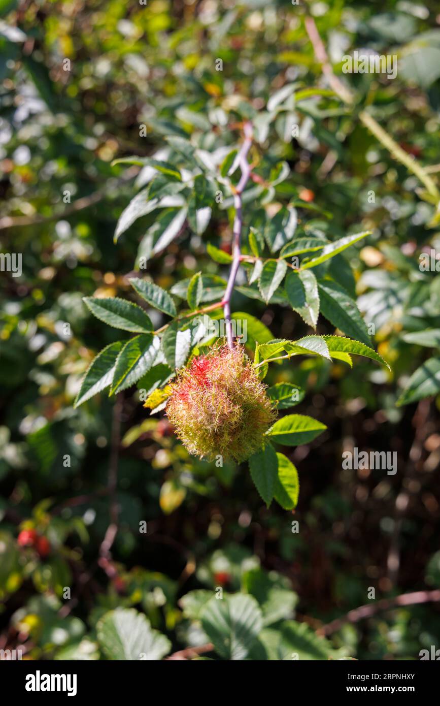 Harmless growth hi-res stock photography and images - Alamy