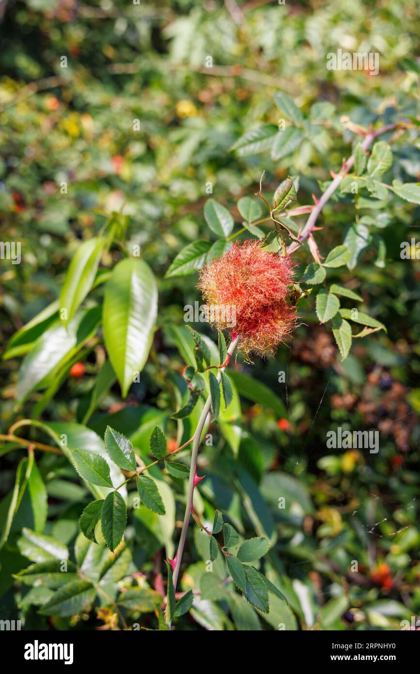 Robin's pin cushion (rose bedeguar gall), a harmless growth caused by a ...