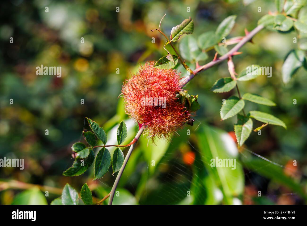 Robin's pin cushion (rose bedeguar gall), a harmless growth caused by a ...