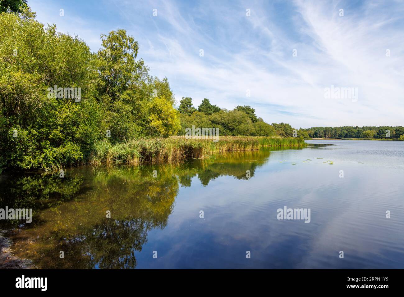 Habitat reed beds hi-res stock photography and images - Alamy