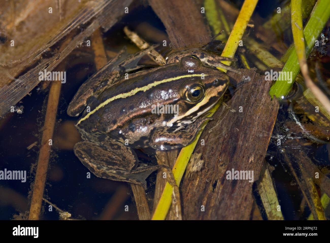 Northern Pool Frog (Pelophylax lessonae) juvenile Thompson Water Norfolk May 2023 Stock Photo ...