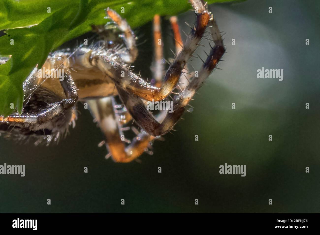 Spider scary closeup web spooky arachnid legs creepy hi-res stock ...