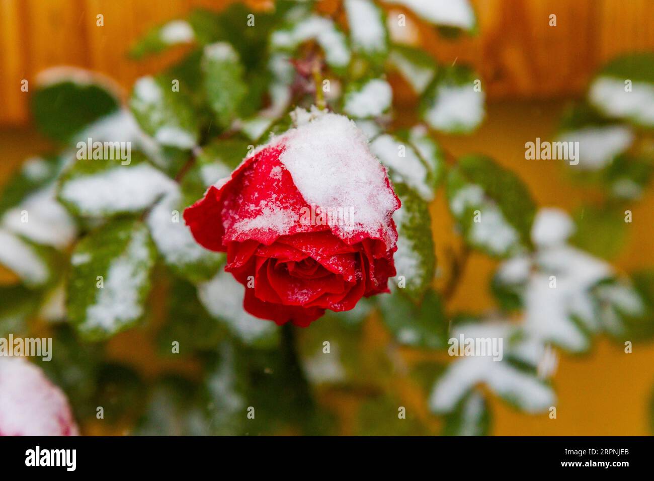 Onset of winter in Saxony, first snowfall this year, snowy rose petals ...