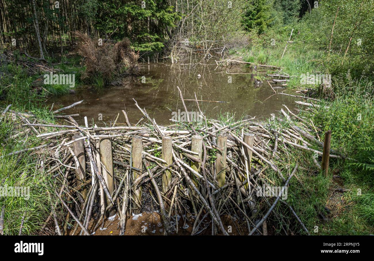 Beavers dams hi-res stock photography and images - Alamy
