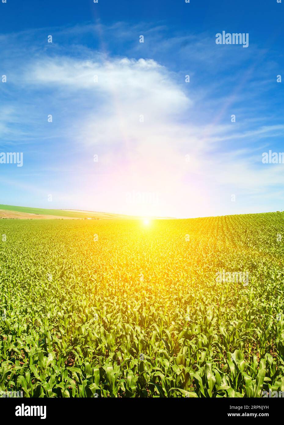 Green field of corn and bright dawn. Vertical photo Stock Photo - Alamy
