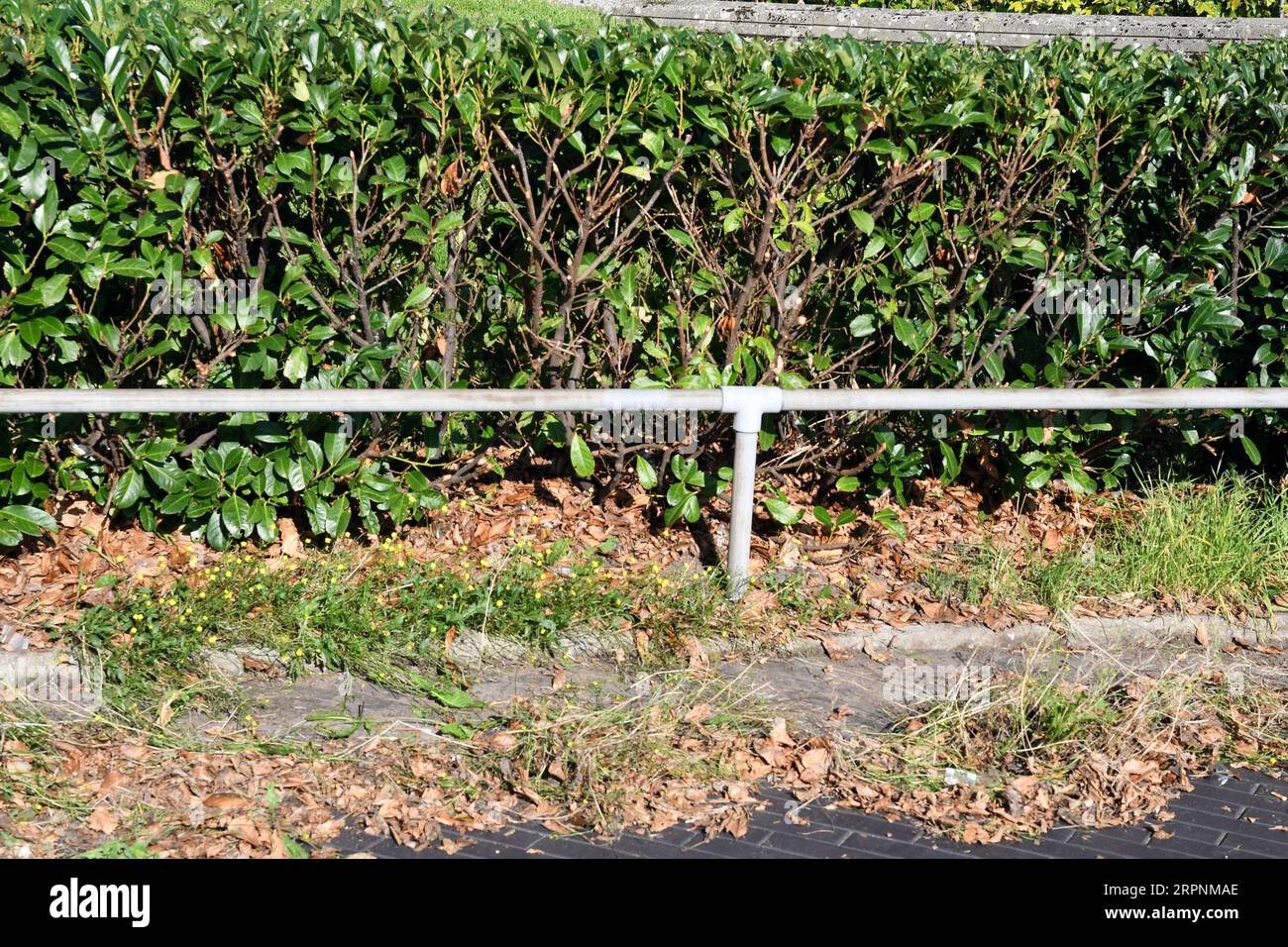 Unwated weeds hi-res stock photography and images - Alamy