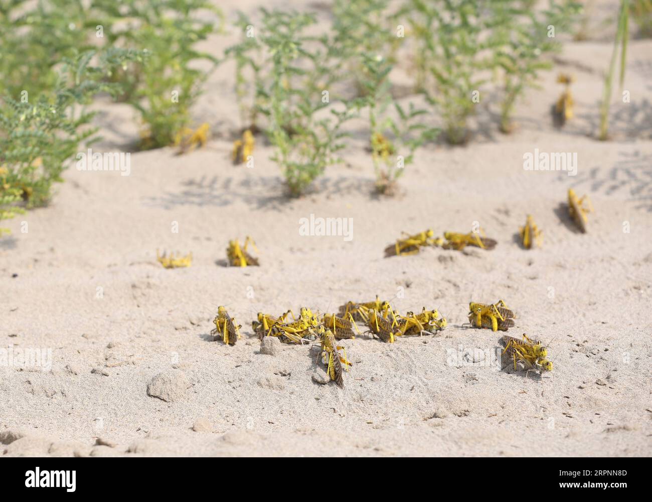 Locusts pakistan hi-res stock photography and images - Alamy