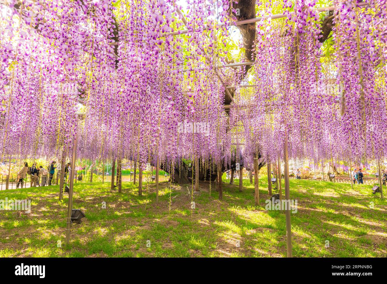 Wisteria at Ashikaga Flower Park Stock Photo - Alamy