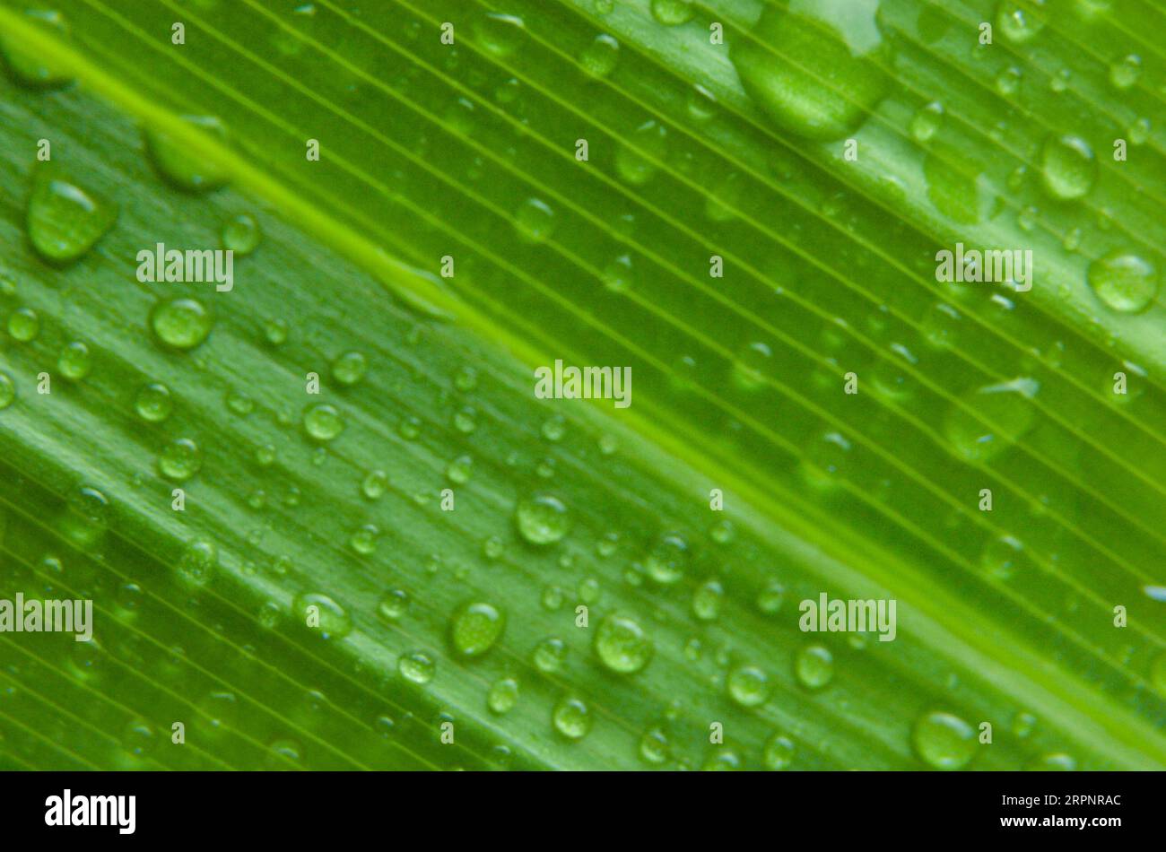 Pandanus leaves hi-res stock photography and images - Alamy