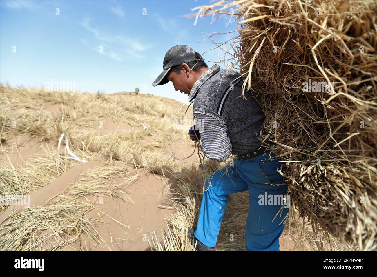 Anti desertification hi-res stock photography and images - Alamy