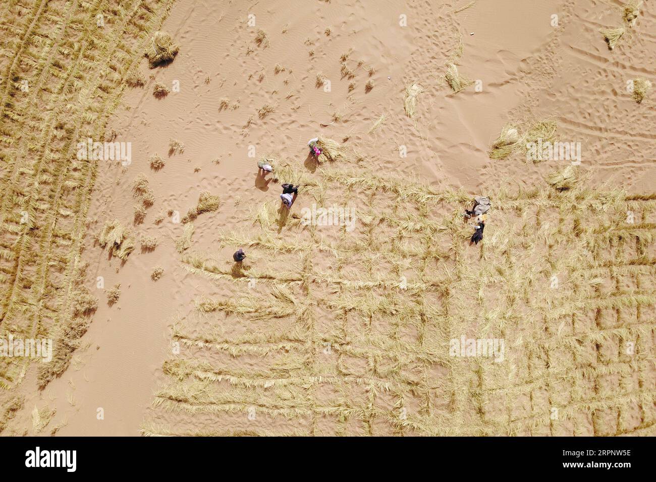 Anti desertification hi-res stock photography and images - Alamy