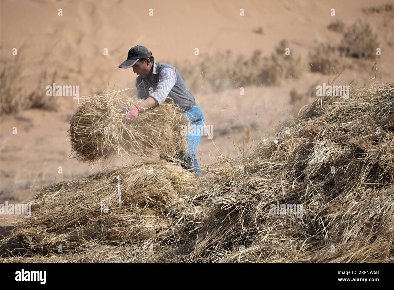 Anti desertification hi-res stock photography and images - Alamy