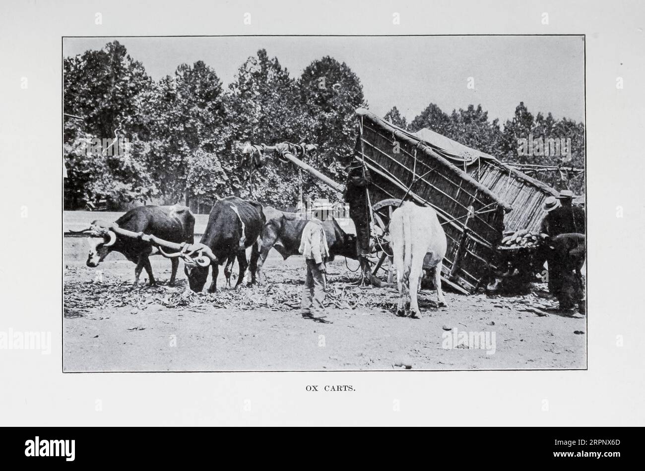 Indigenous farm chile hi-res stock photography and images - Alamy