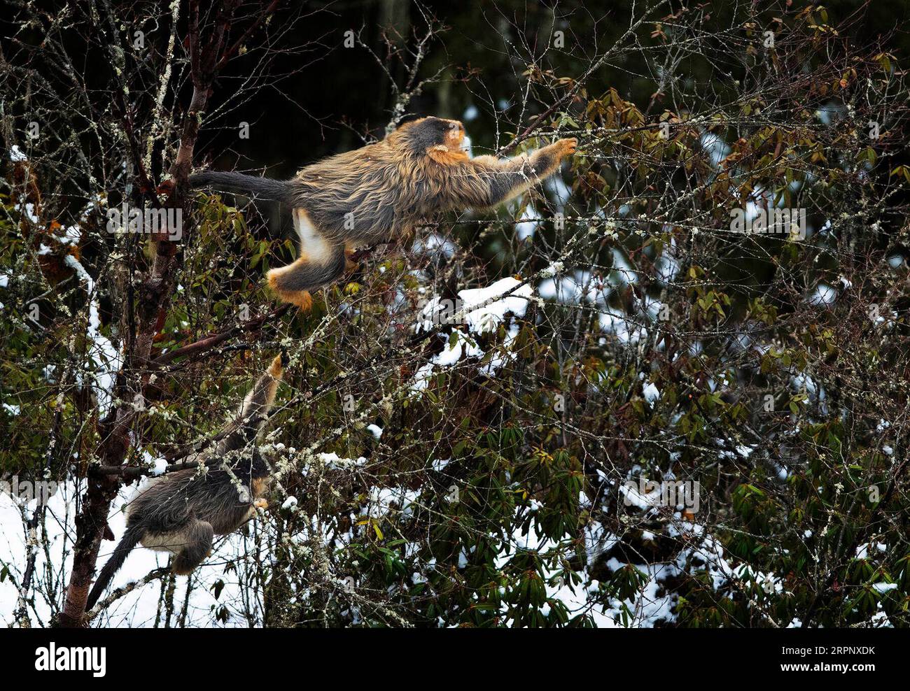 Golden snow snub nosed monkeys hi-res stock photography and images - Alamy