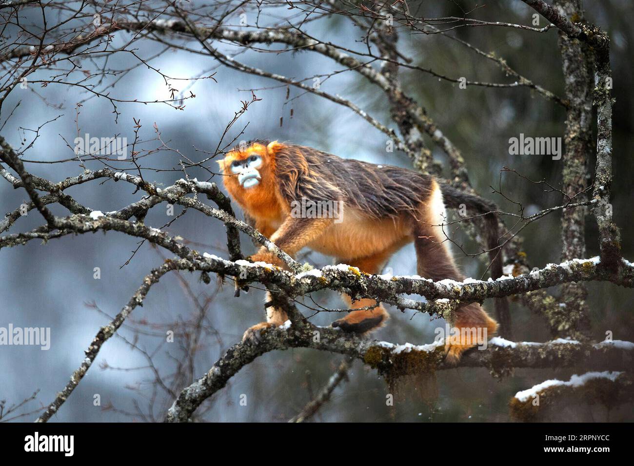 200307 -- BEIJING, March 7, 2020 -- A Sichuan golden snub-nosed monkey ...