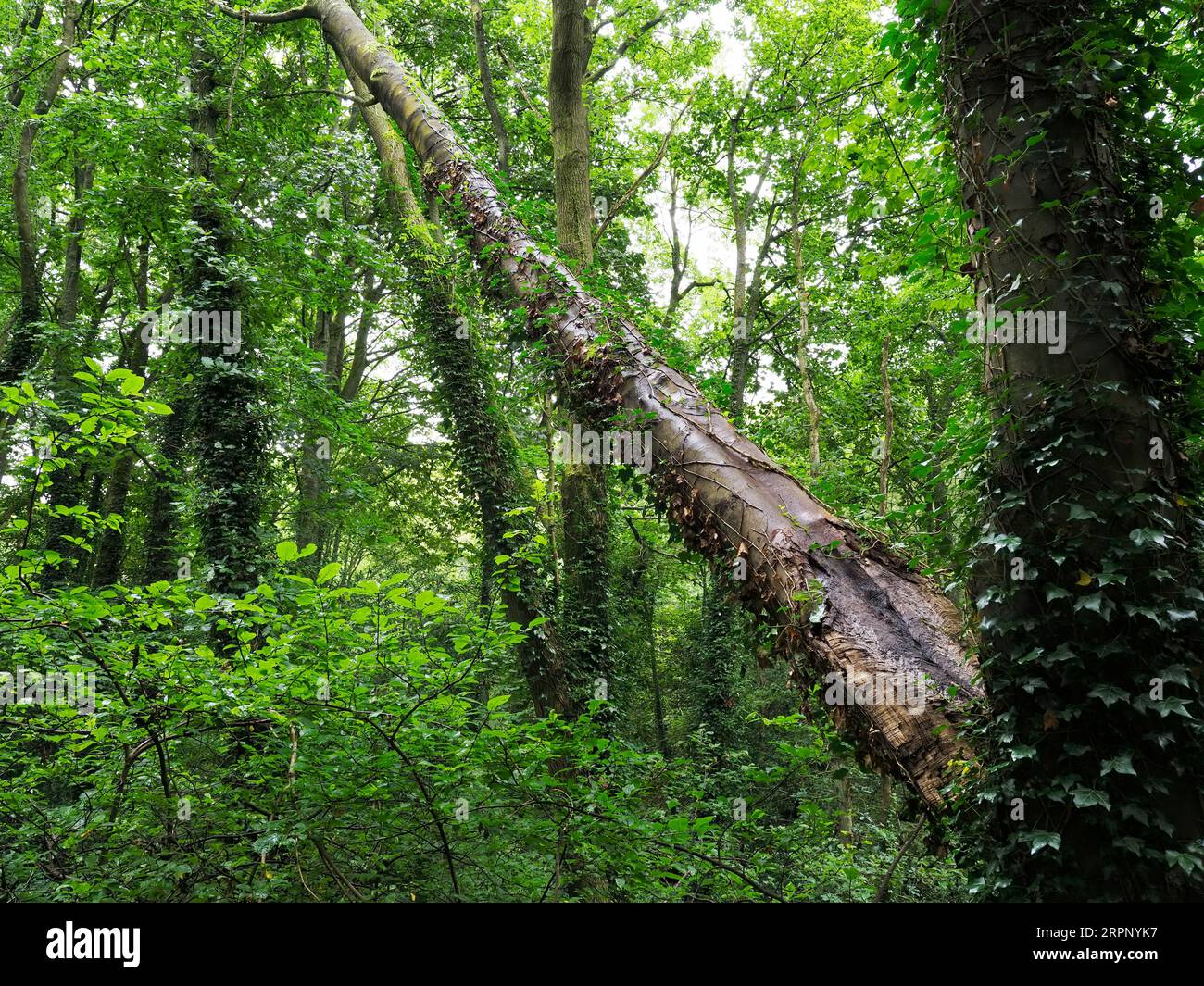 Partly fallen tree leaning on another tree in woods along Fell Beck on ...