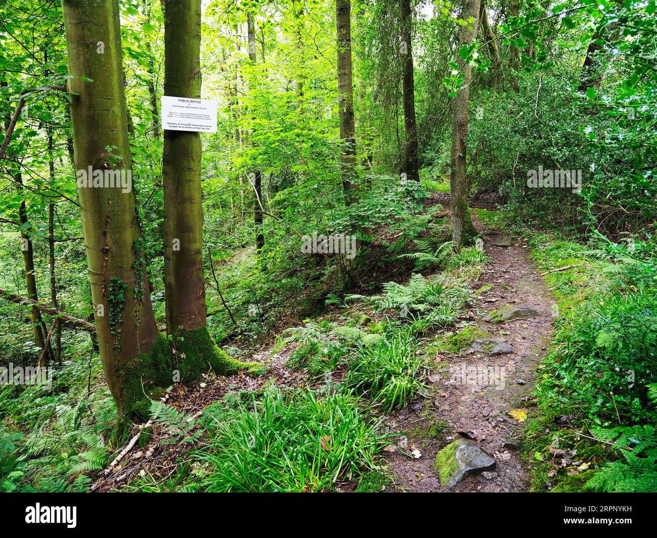 The Nidderdale Way passing through lush woodland along Fell Beck near ...