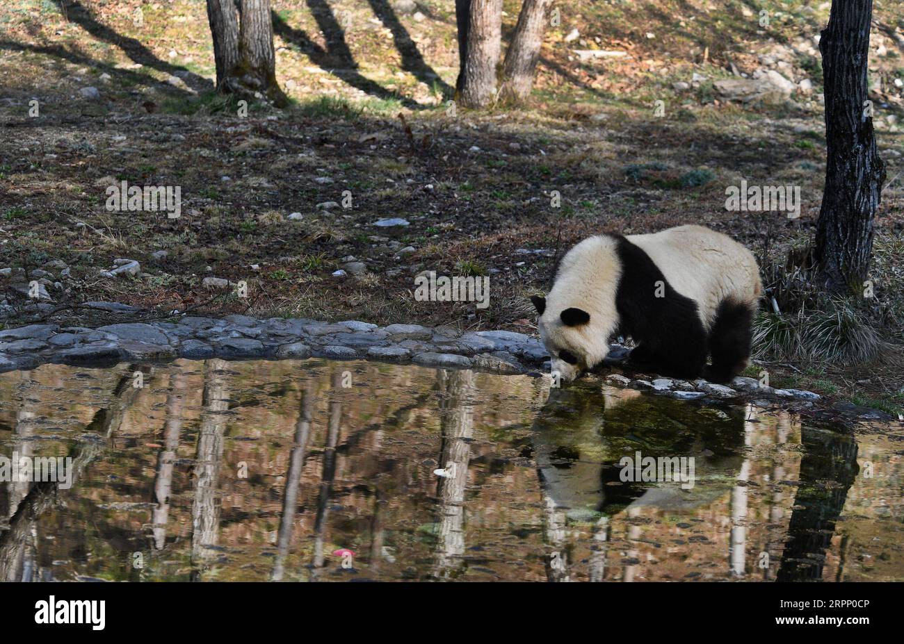 200307 -- FOPING, March 7, 2020 -- Giant panda Xiaoxin drinks water at ...