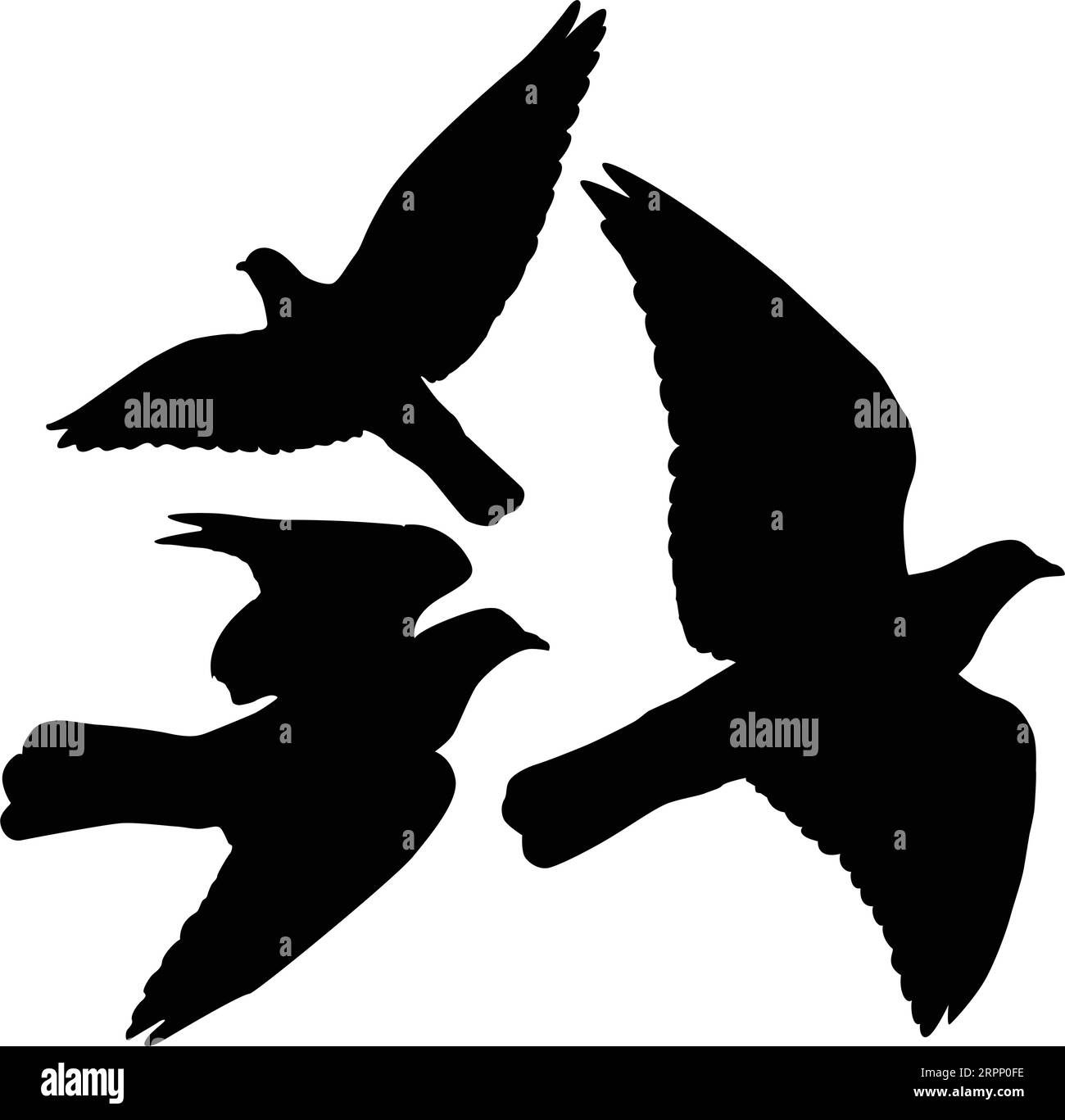 Pigeons head Cut Out Stock Images & Pictures - Alamy