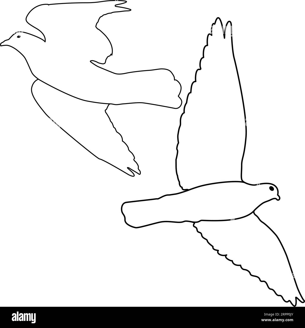 A line art illustration of common pigeons Stock Vector Image & Art - Alamy