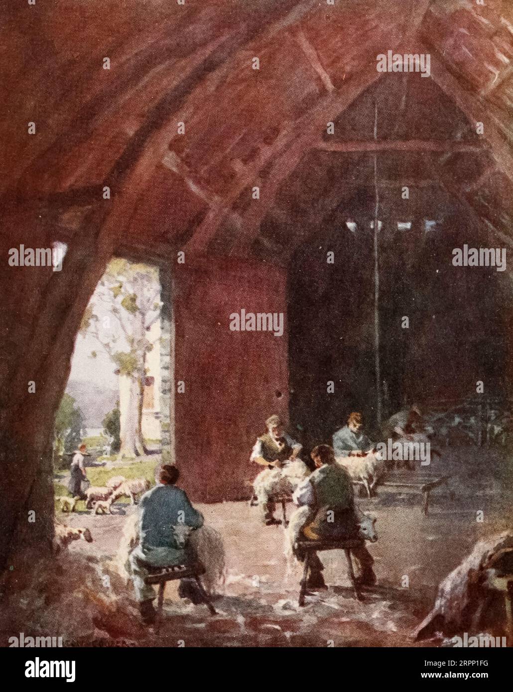 Sheep shearing historical hi-res stock photography and images - Alamy