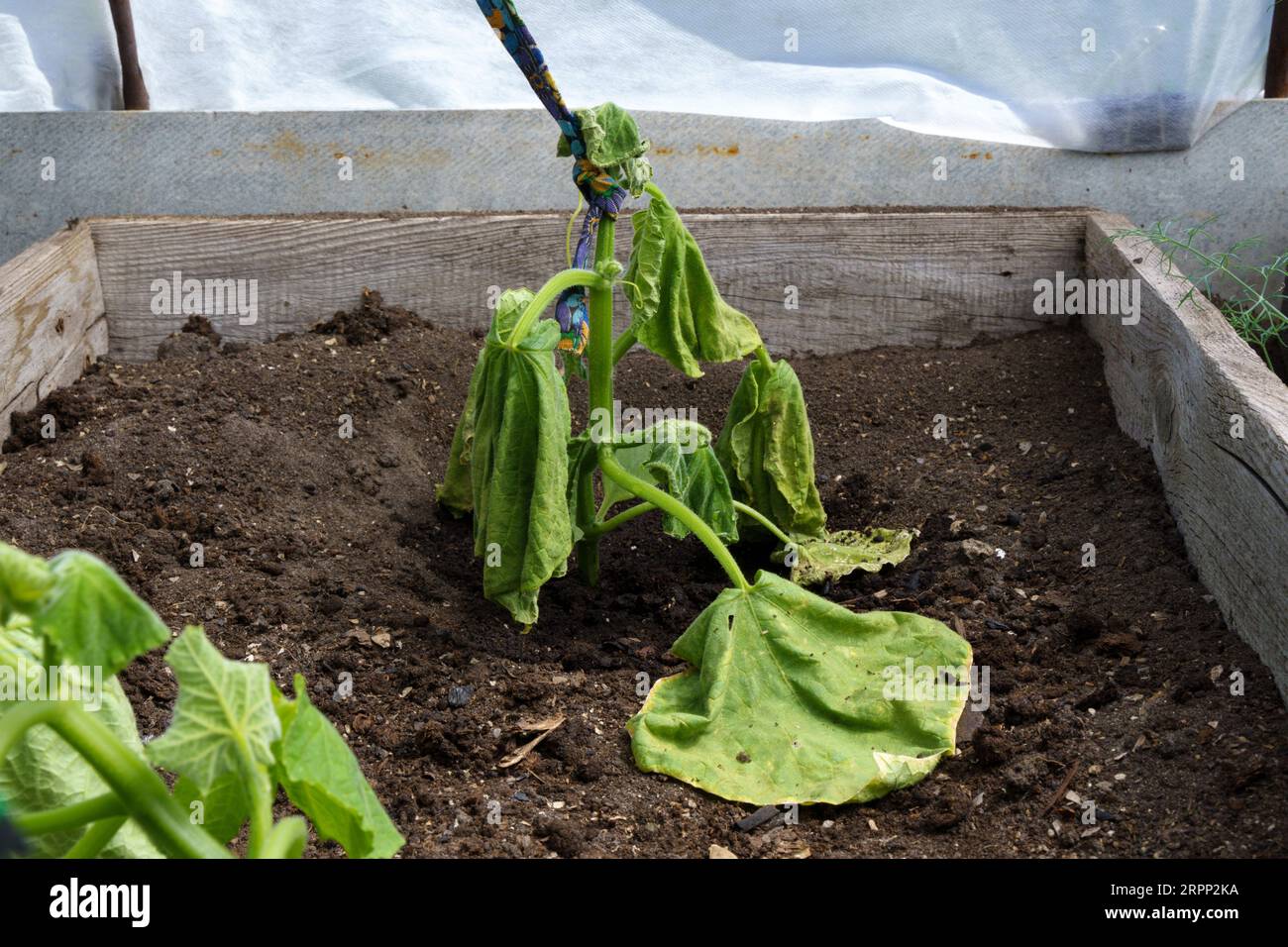 Spoiled cucumber, dry season. Ecological threat in agriculture. Spoiled ...
