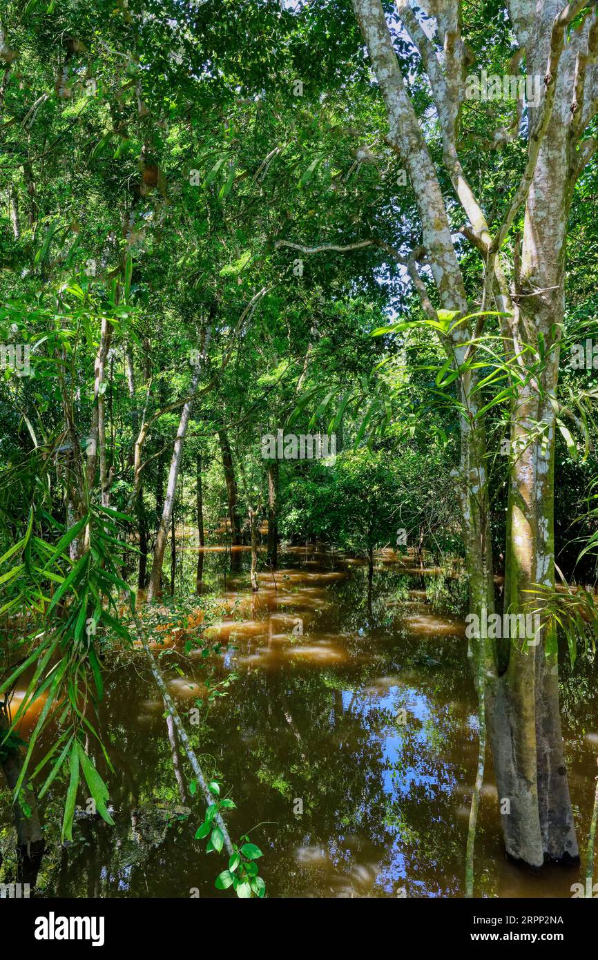 Flooded forest along the Rio Negro, Manaus, Amazonia State, Brazil ...