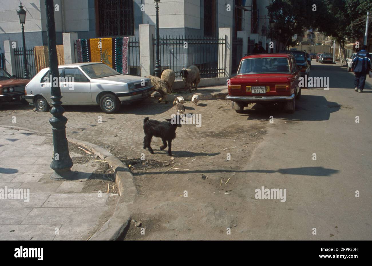 Sheep and geese wondering around a street corner in Cairo Egypt Stock Photo - Alamy