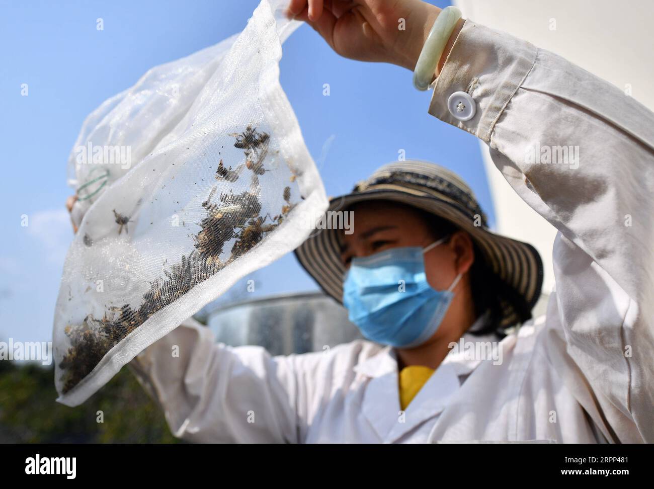 200310 -- DANZHOU, March 10, 2020 -- A researcher checks the moths ...