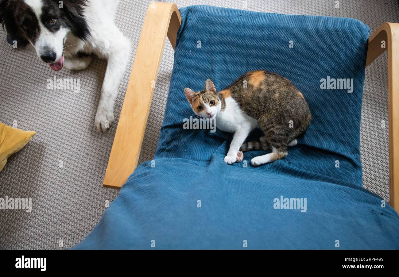 cute dog and cat at home Stock Photo - Alamy