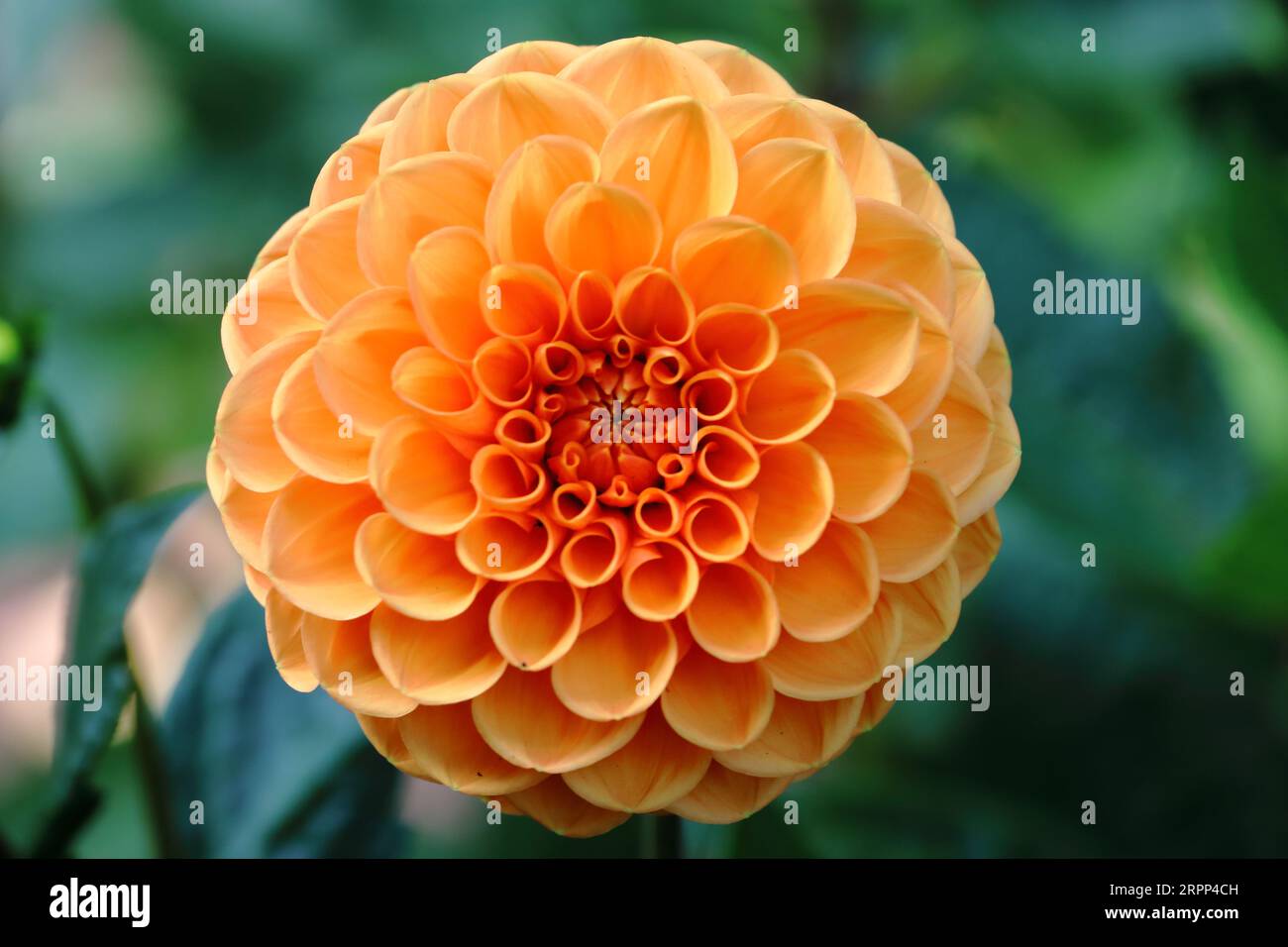 peach orange coloured Dahlia flower head, ,natures fireworks Stock ...