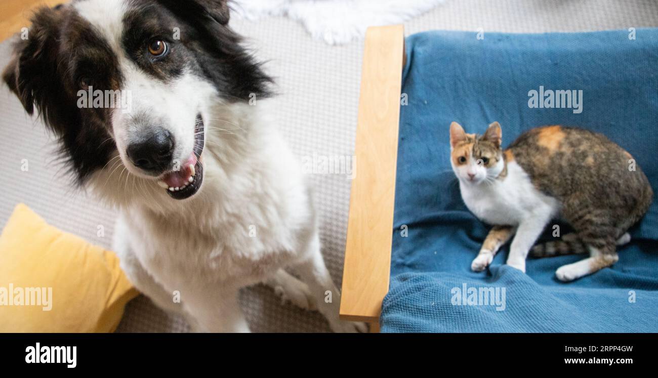 cute dog and cat at home Stock Photo - Alamy