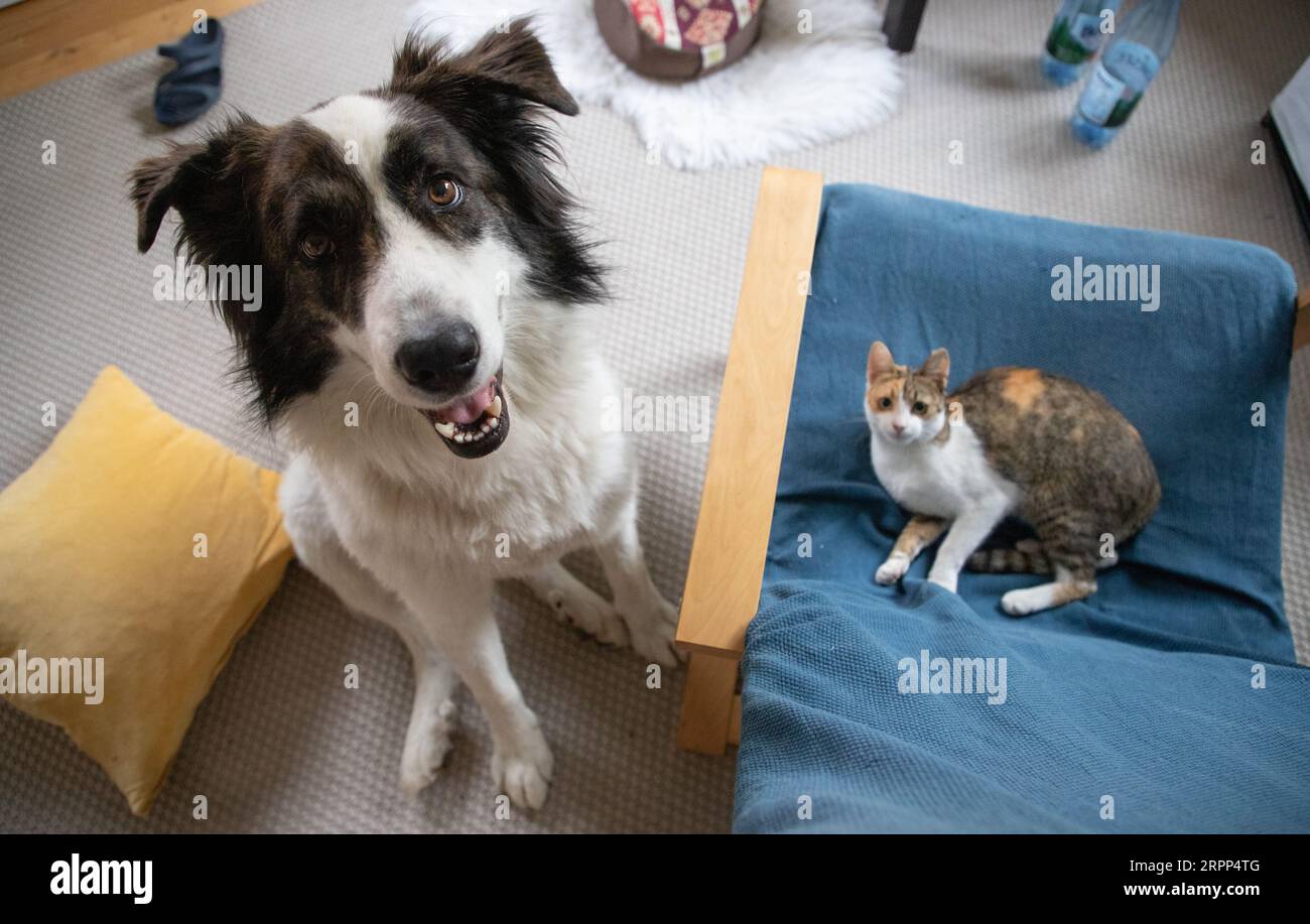 cute dog and cat at home Stock Photo - Alamy