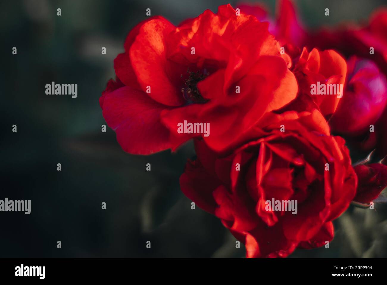 Bright wild red roses flowers growing in the garden. Natural background ...