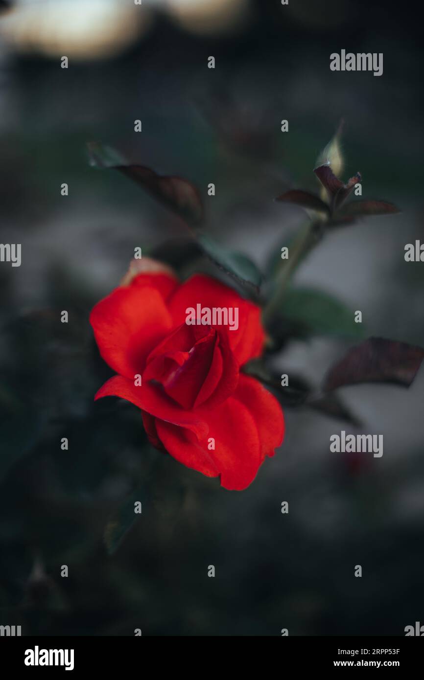 Bright wild red roses flowers growing in the garden. Natural floral ...