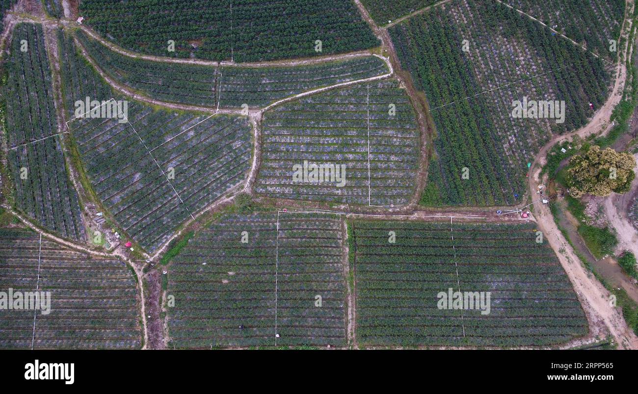 200311 -- BAISHA, March 11, 2020 -- Aerial photo shows villagers ...