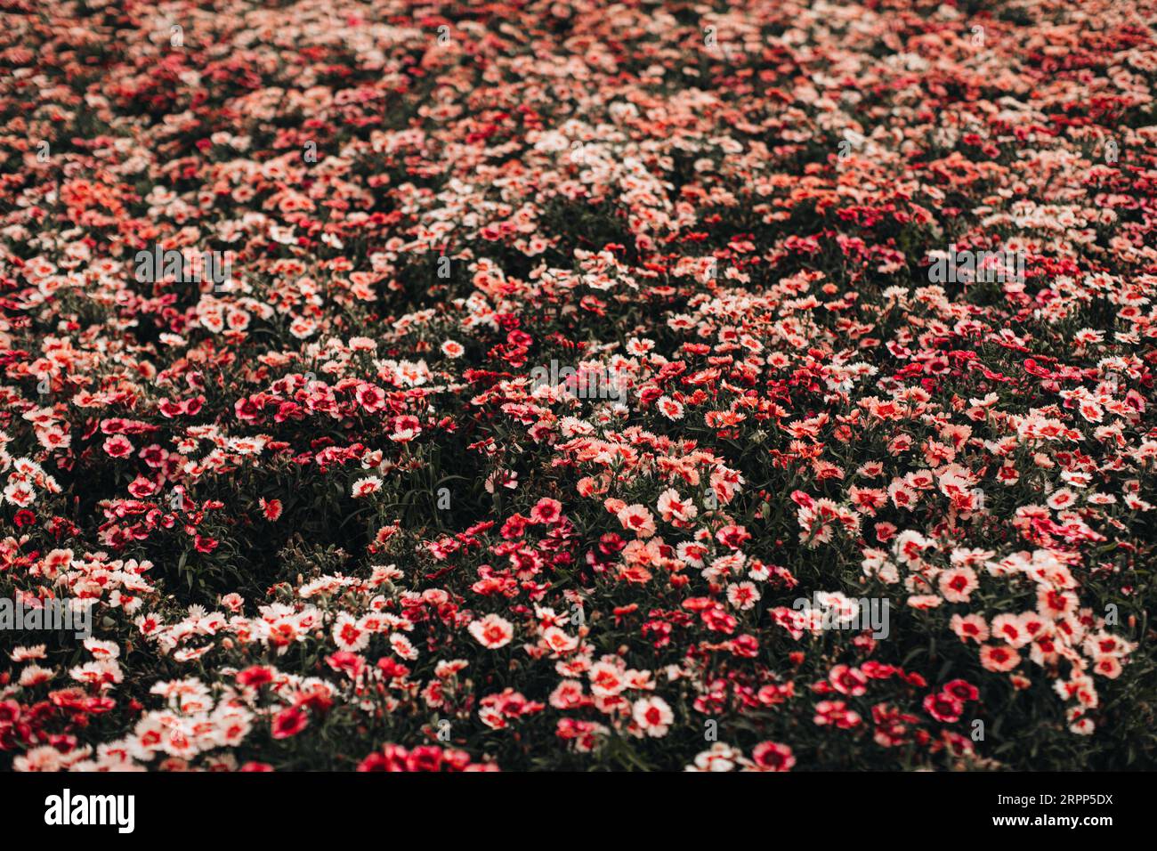 Bright pink red flowers growing in the park. Flowering in nature ...