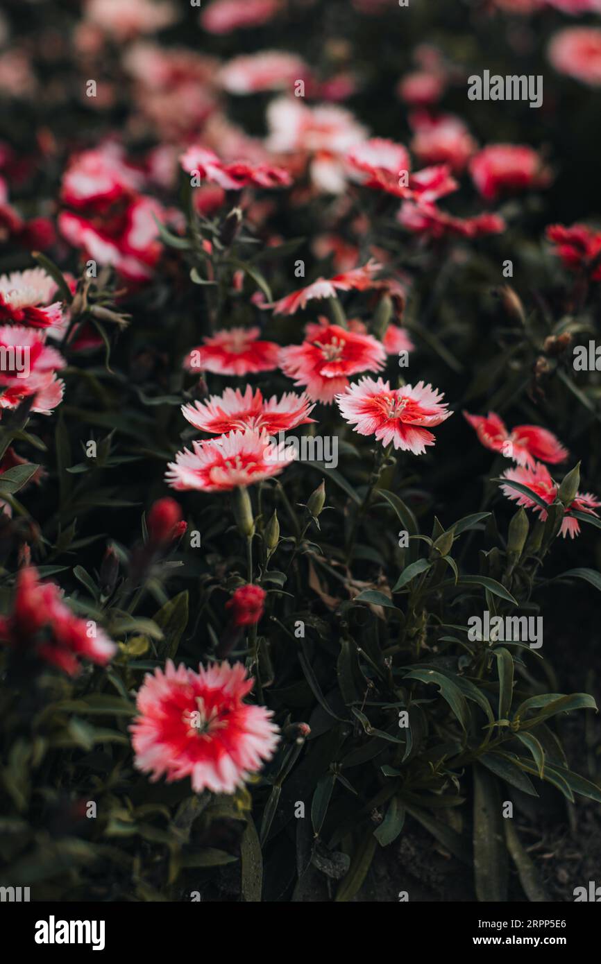 Bright pink red flowers growing in the park. Flowering in nature ...