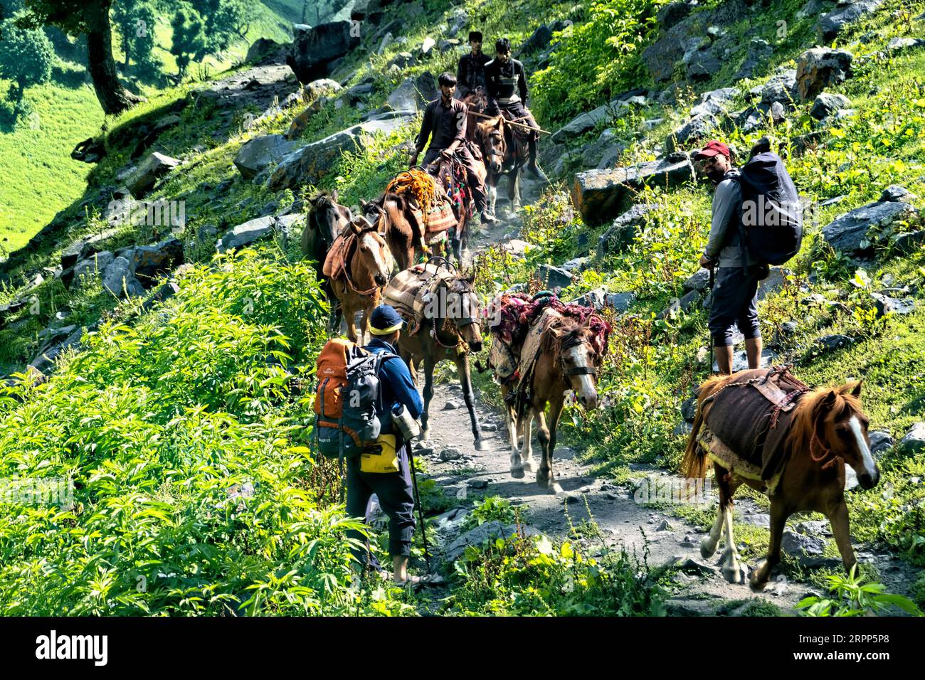 Bakerwal (Gurjar) shepherds on horses in the Warwan Valley, Kashmir ...
