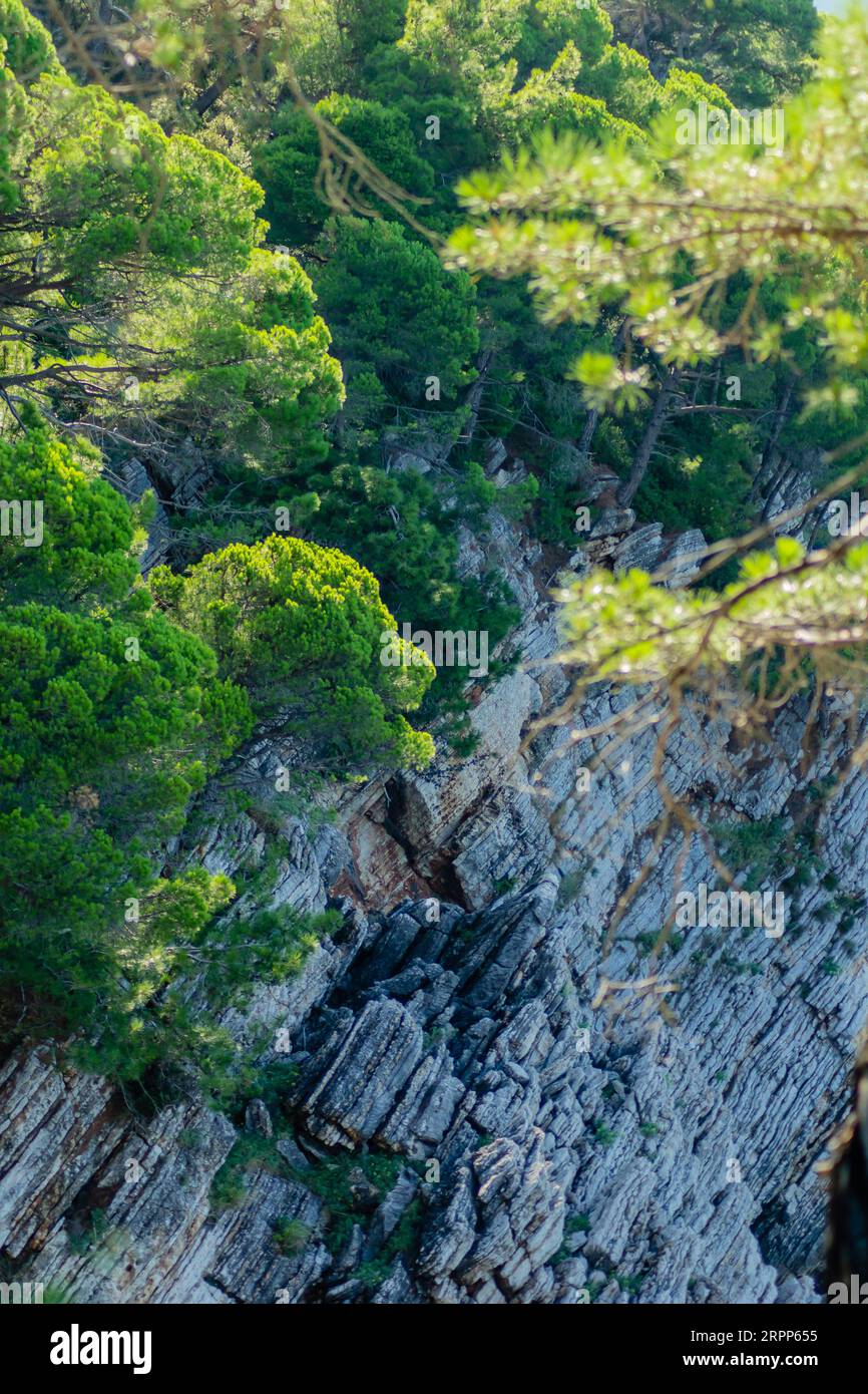 Sunlit cliffs, covered with branches of evergreen trees, in Petrovac na ...