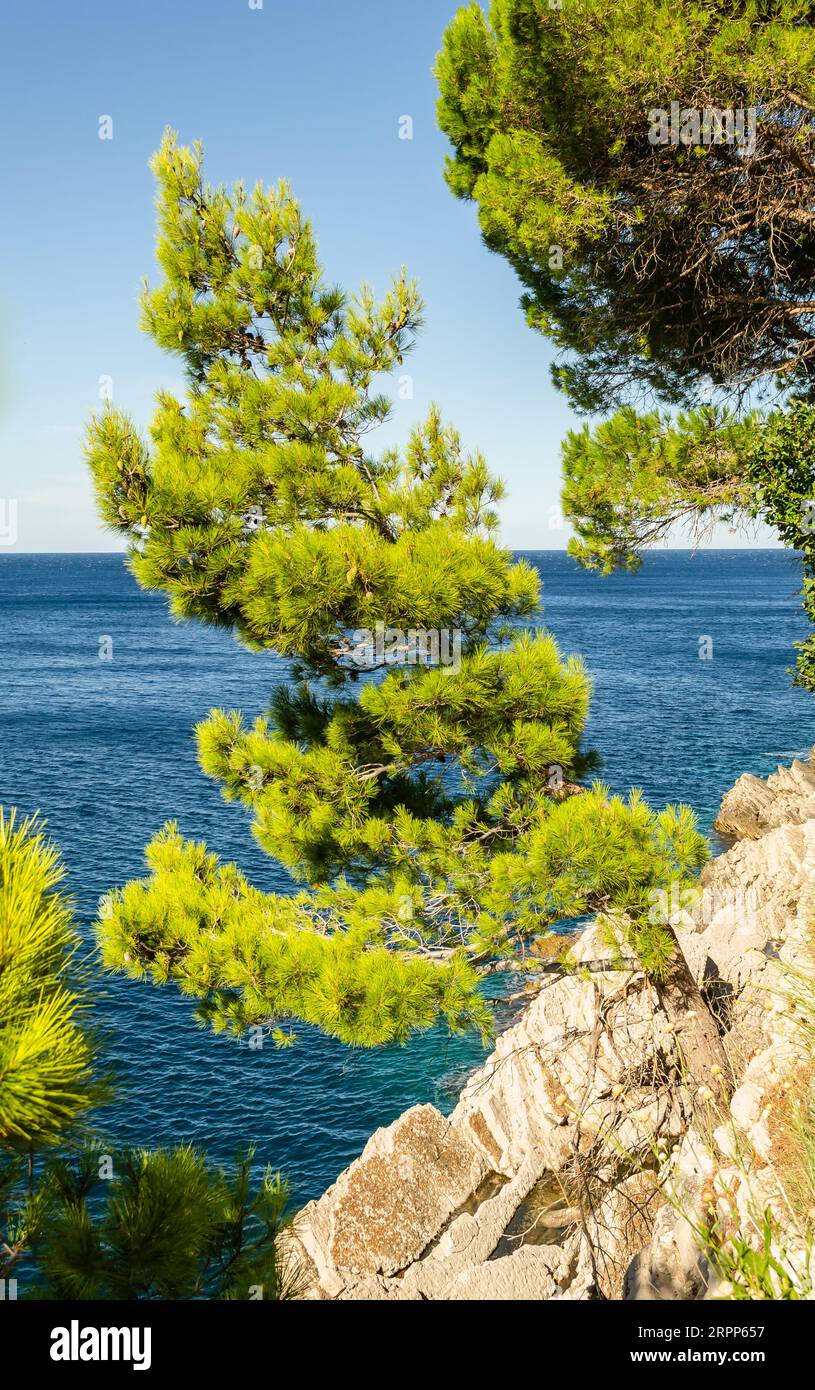Sunlit cliffs, covered with branches of evergreen trees, in Petrovac na ...