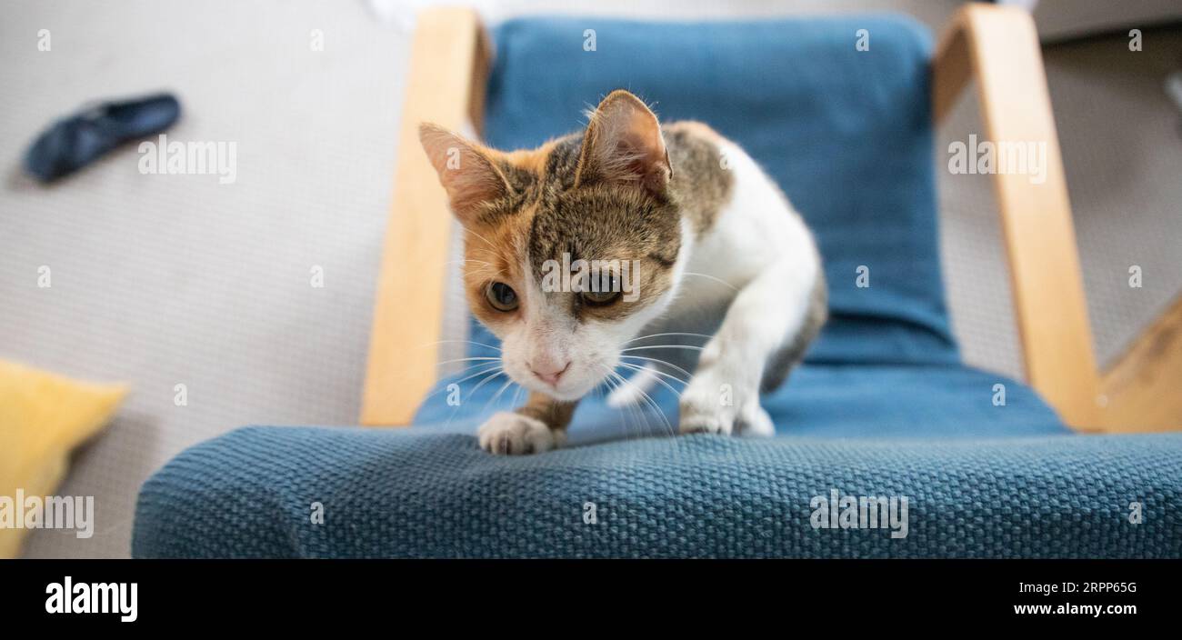 cute little cat in blue chair Stock Photo - Alamy