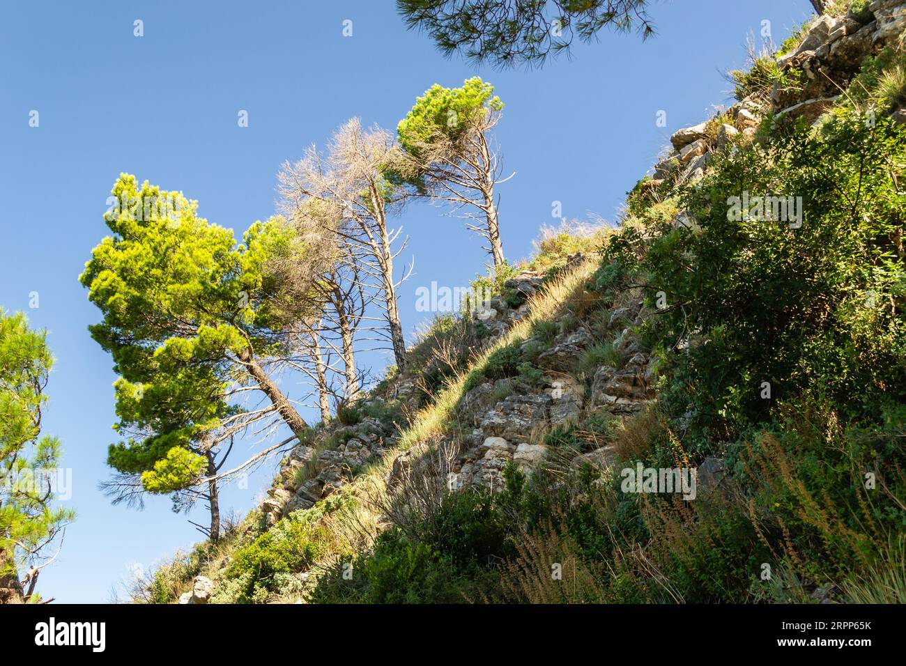 Sunlit cliffs, covered with branches of evergreen trees, in Petrovac na ...