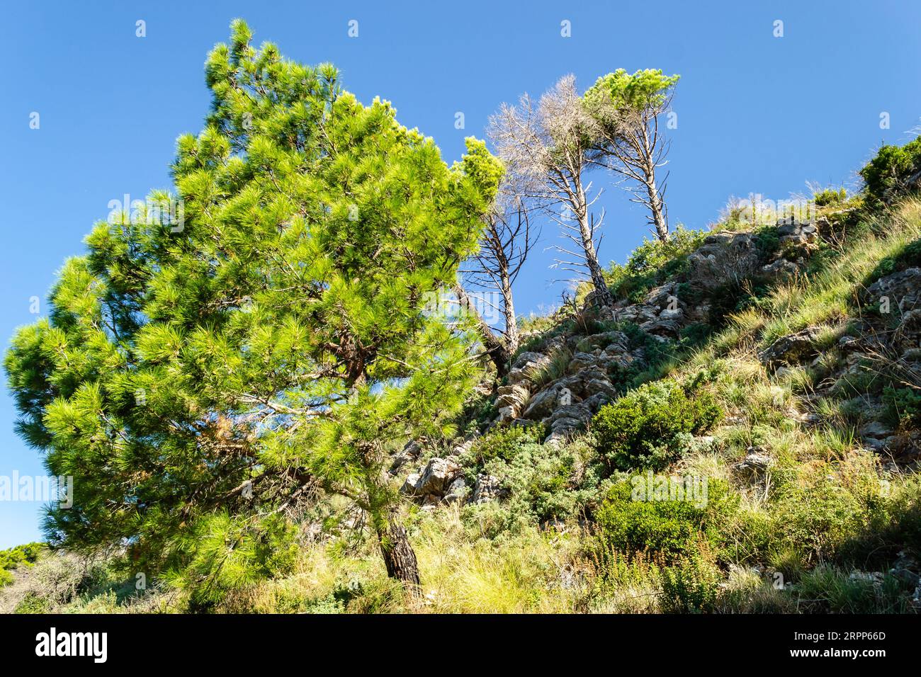 Sunlit cliffs, covered with branches of evergreen trees, in Petrovac na ...
