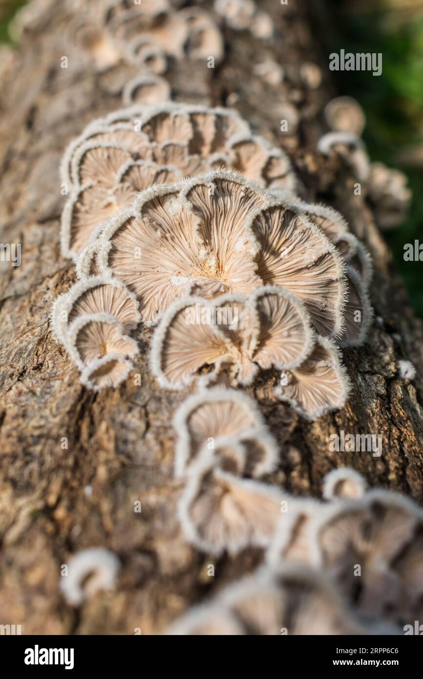Schizophyllum Commune fungus, aka Splitgill mushroom, on a decaying ...