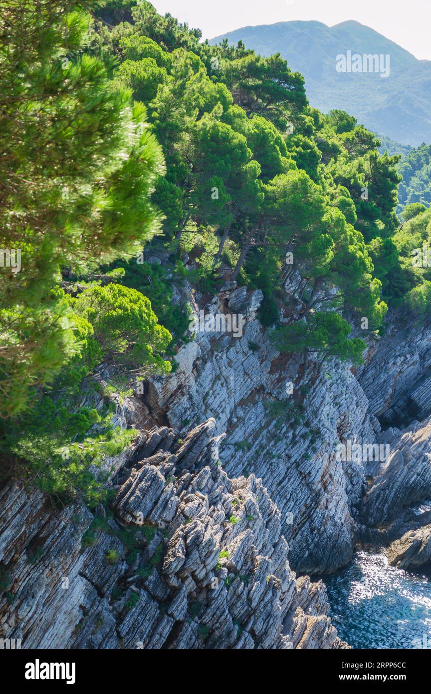 Sunlit cliffs, covered with branches of evergreen trees, in Petrovac na ...