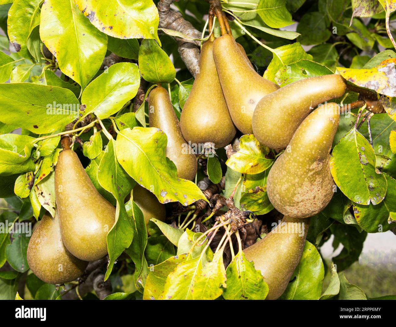 The Common Pear is one of the oldest varieties of cultivated fruit in ...